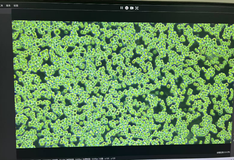 细胞实验（一）基本操作 | Rio